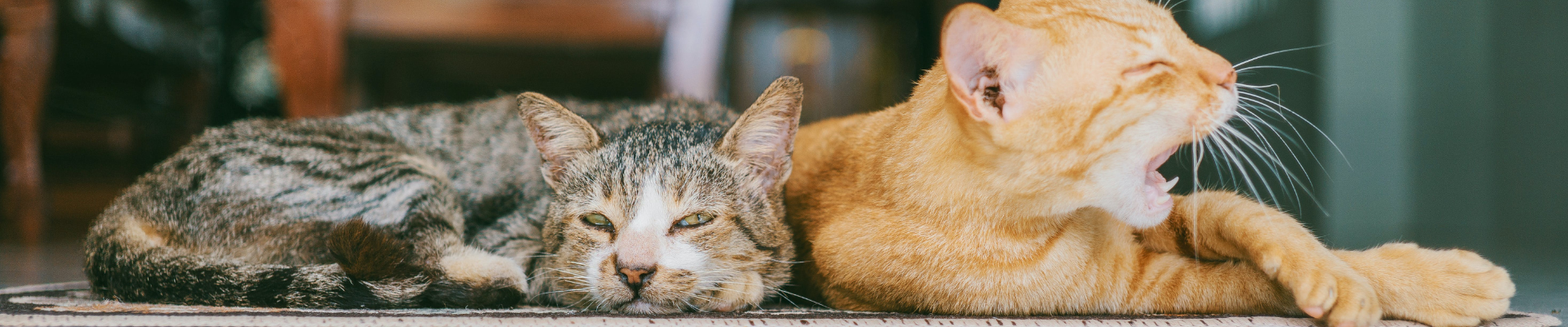 5 fur-tastic reasons to own a cat