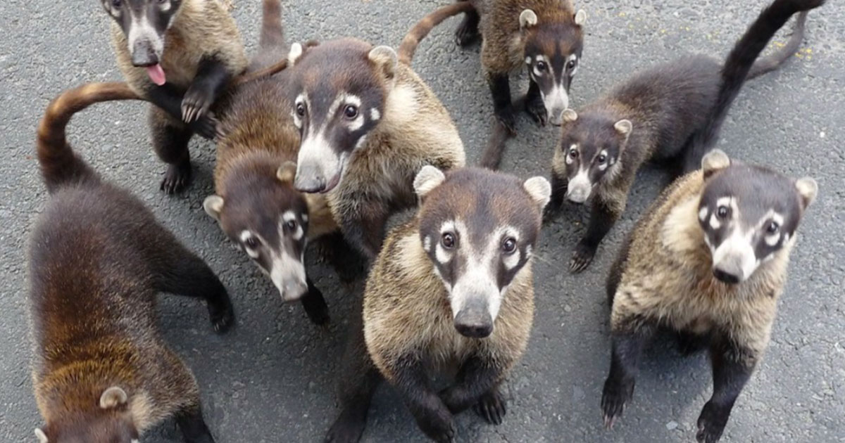 Coatis au Costa Rica : Où les voir et règles d'observation