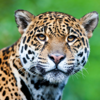 Le jaguar au Costa Rica - Jumbo Car Costa Rica