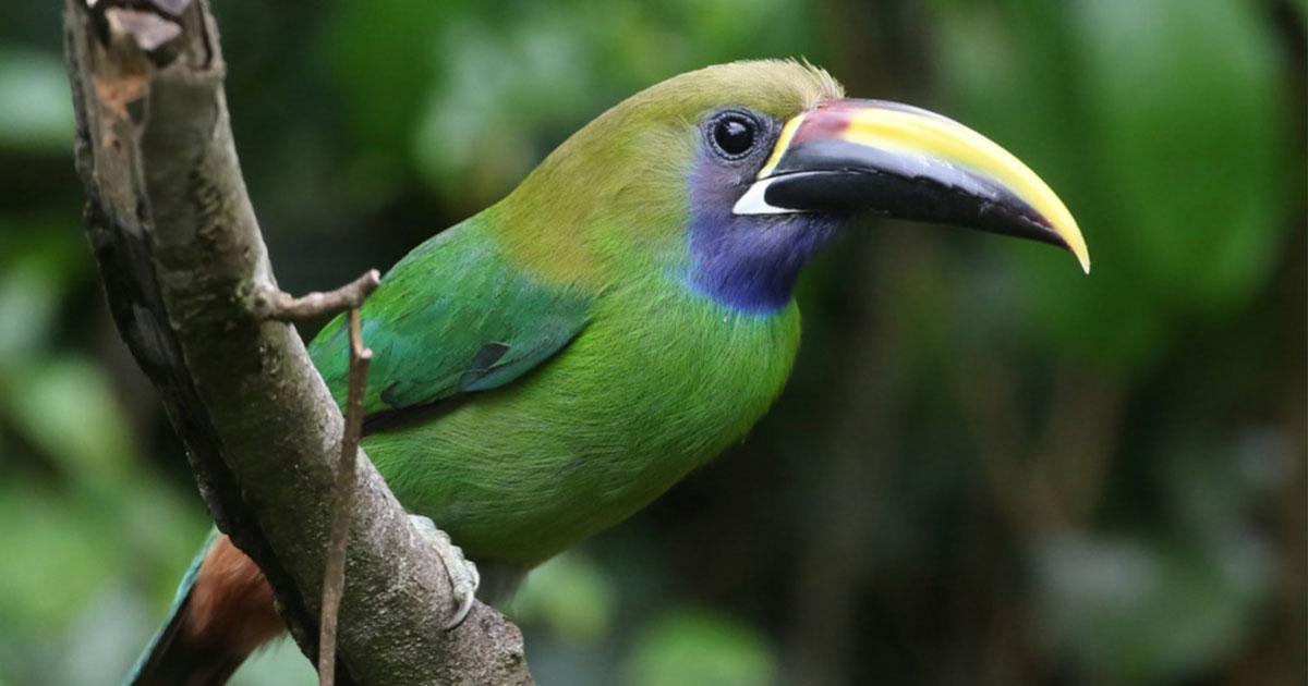 Las 5 aves más bellas de Costa Rica