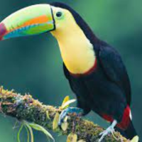 🐾 Wildlife in Costa Rica | What Animals to See & Where to Go