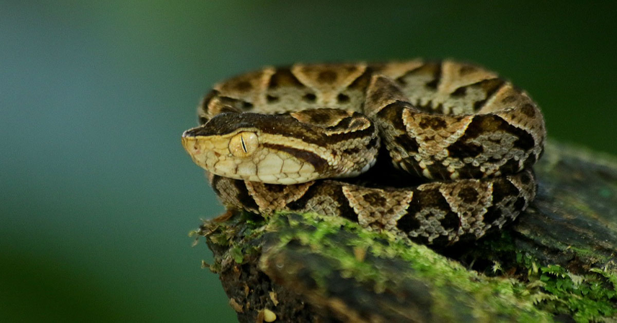 🐍 Serpientes en Costa Rica