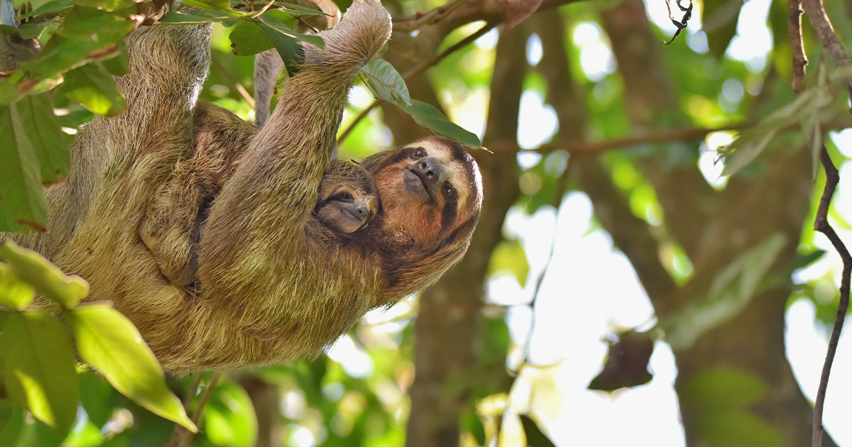 ¿Qué hacer en el Parque Nacional Cahuita?