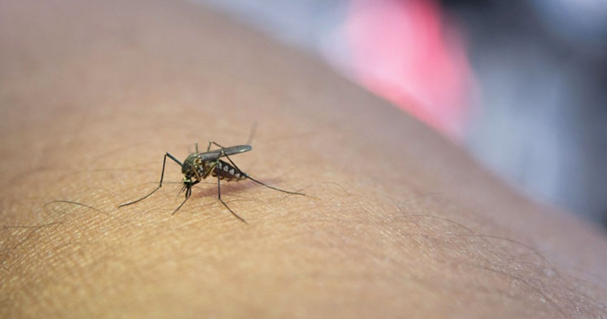 Mosquitoes In Costa Rica | What you need to know