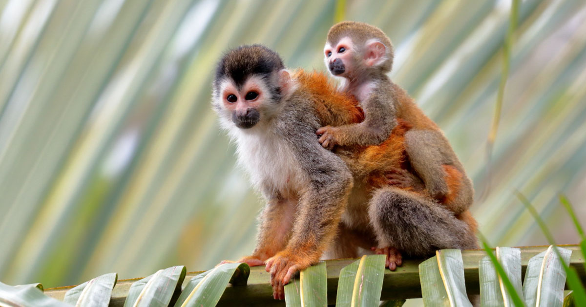 Los animales de Costa Rica, una gran diversidad
