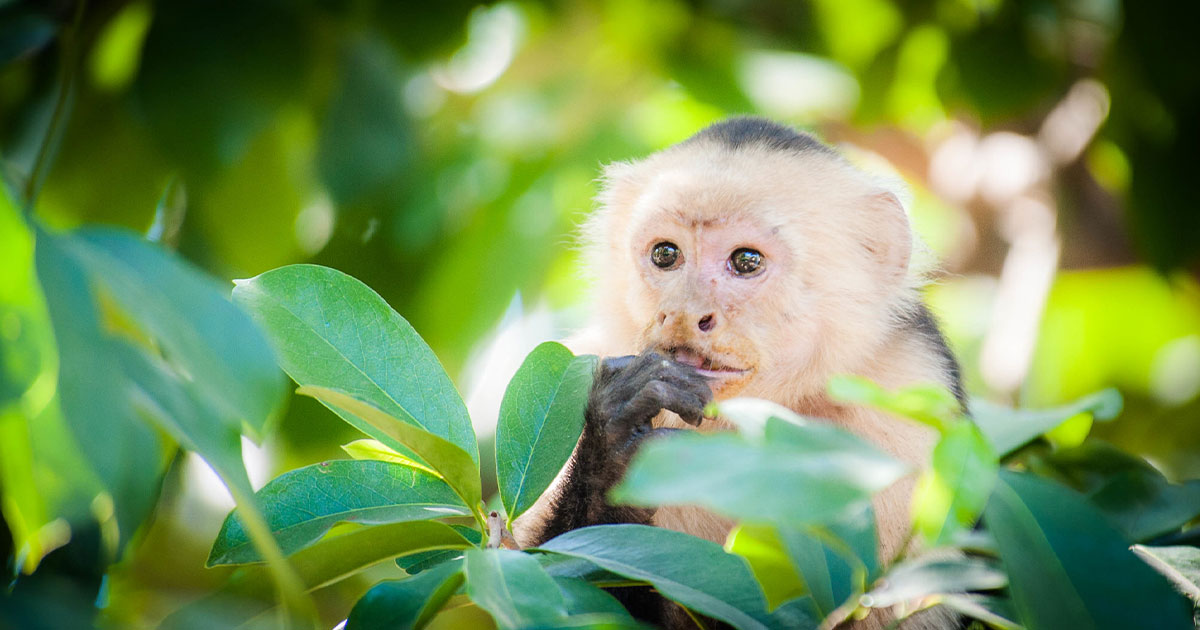 Las 4 especies de monos de Costa Rica