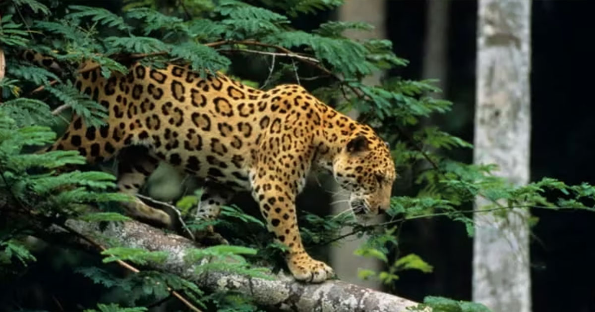 Le jaguar au Costa Rica - Observation et conseils