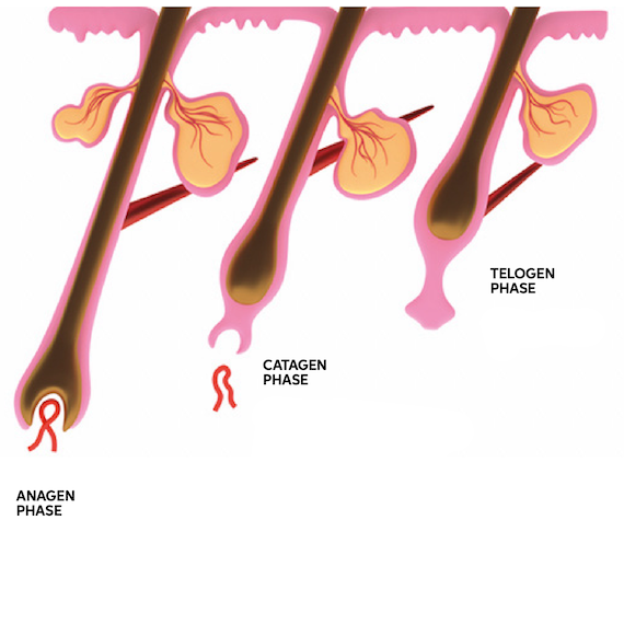 Human Hair Follicle Pulled Out