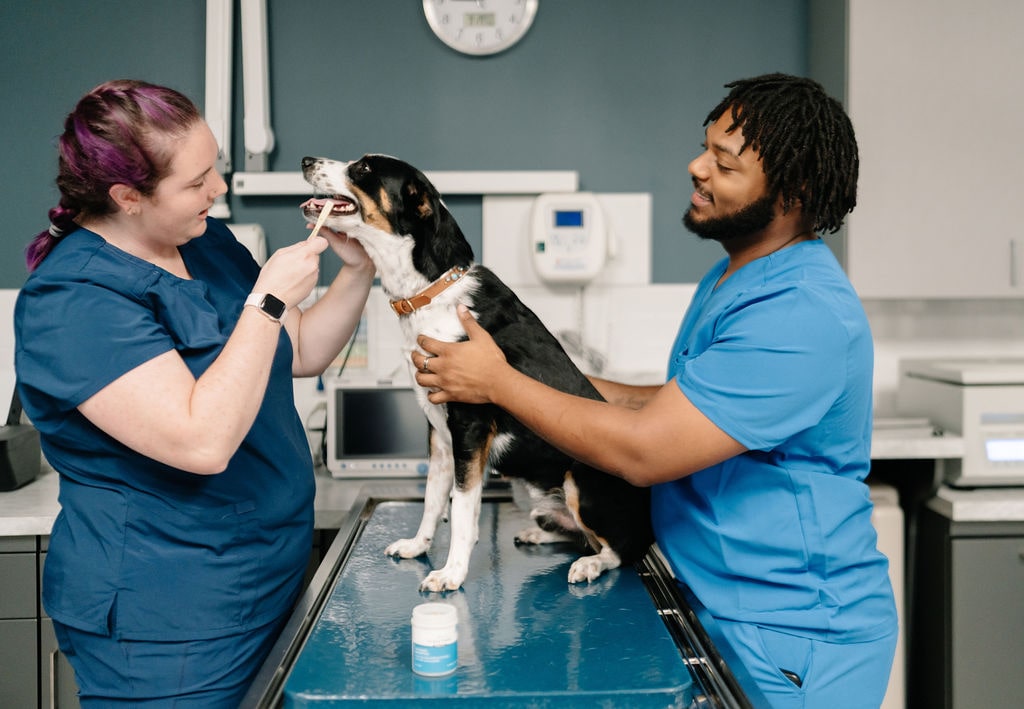 Two vet technicians checking the teeth of a smiling dog.