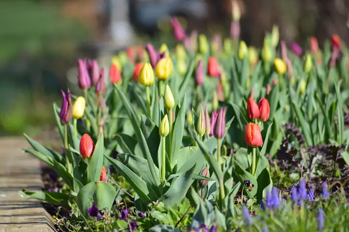 What’s Blooming at Spring Blooms / Update #3 | Newfields