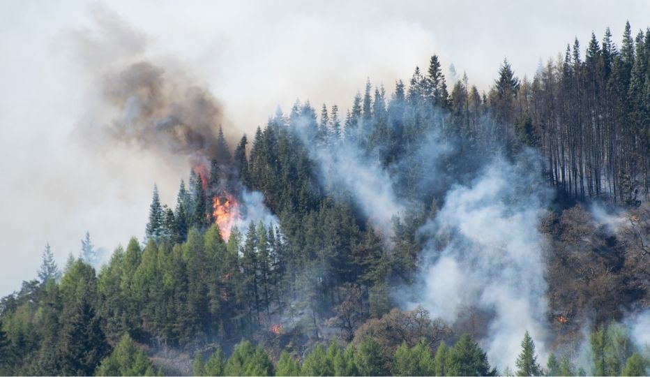 EUDR Risk Rankings: Essential Guide for Businesses | QIMA