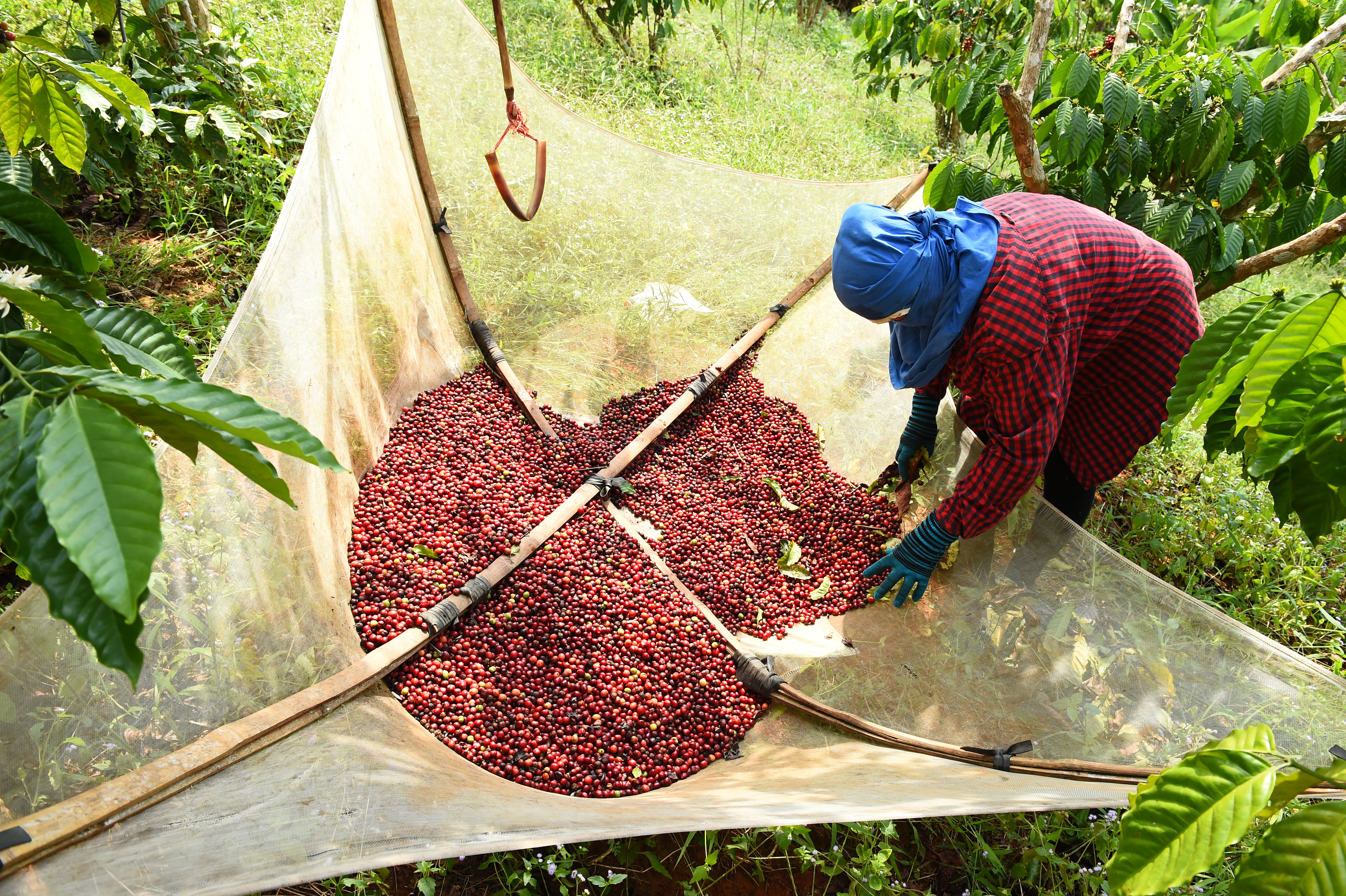 4C Certification for Coffee | QIMA