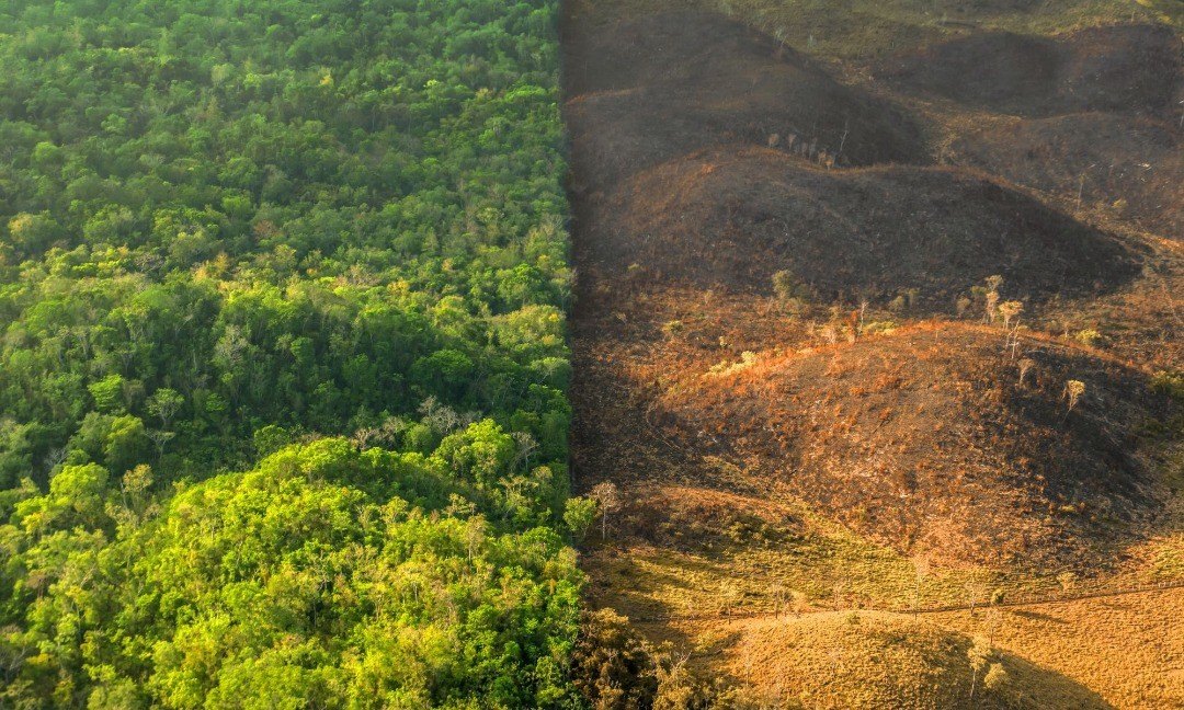 EU Deforestation Regulation (EUDR): Key Simplification Review Updates ...