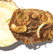 Skin Squad Pre+Probiotic For Clear Skin - HUM Nutrition