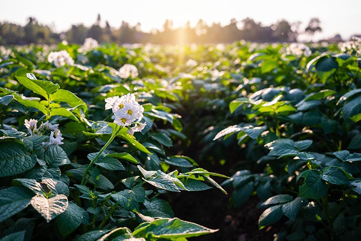 Contact Us | Simplot Foods - Southeast Asia