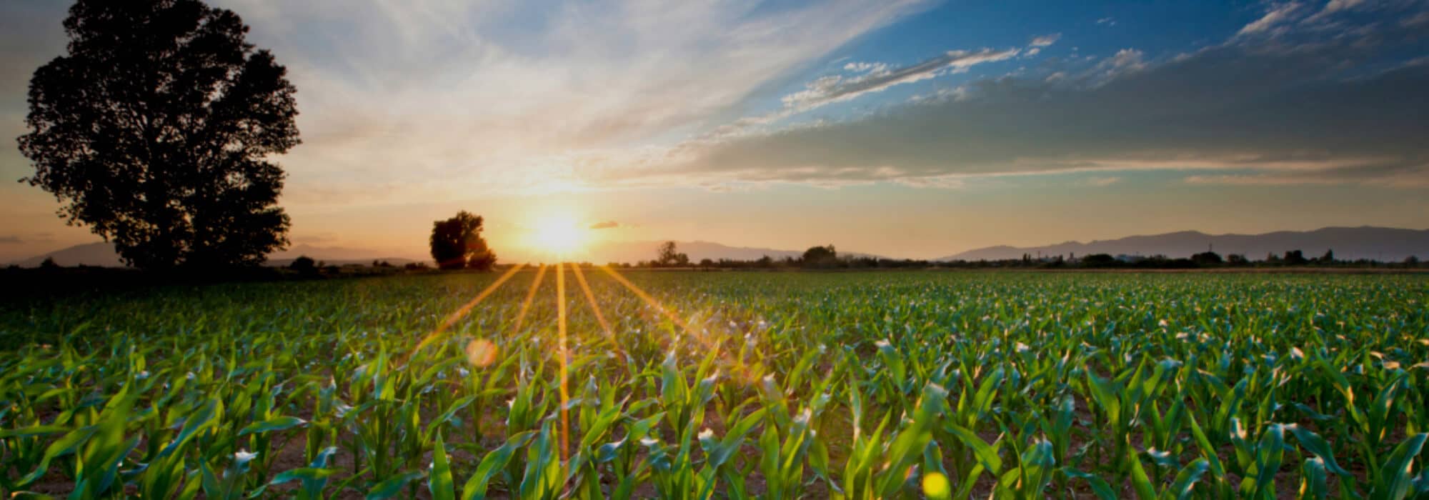 Company | Simplot Foods