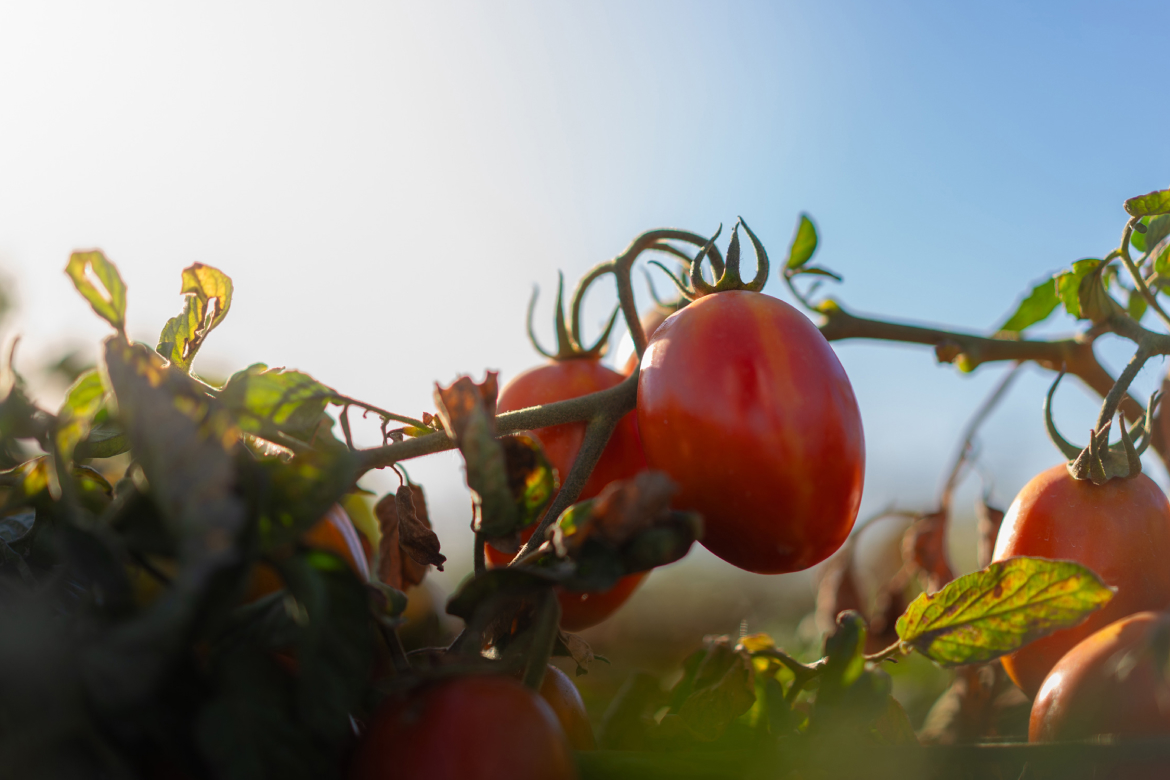 Thinking Outside the Pizza Box | Simplot Food - Australia