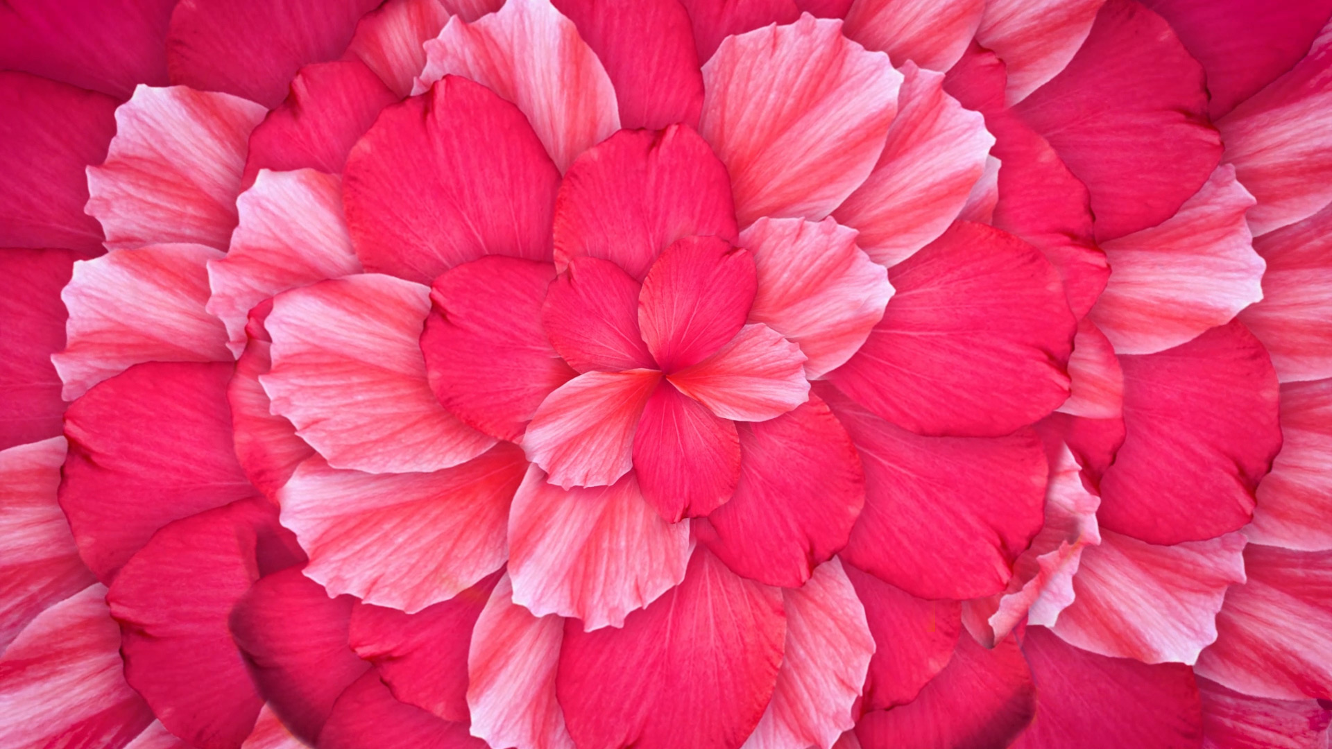 Hibiscus, un fuchsia vif et riche avec une finition mate | KitchenAid FR