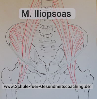 M. Iliopsoas