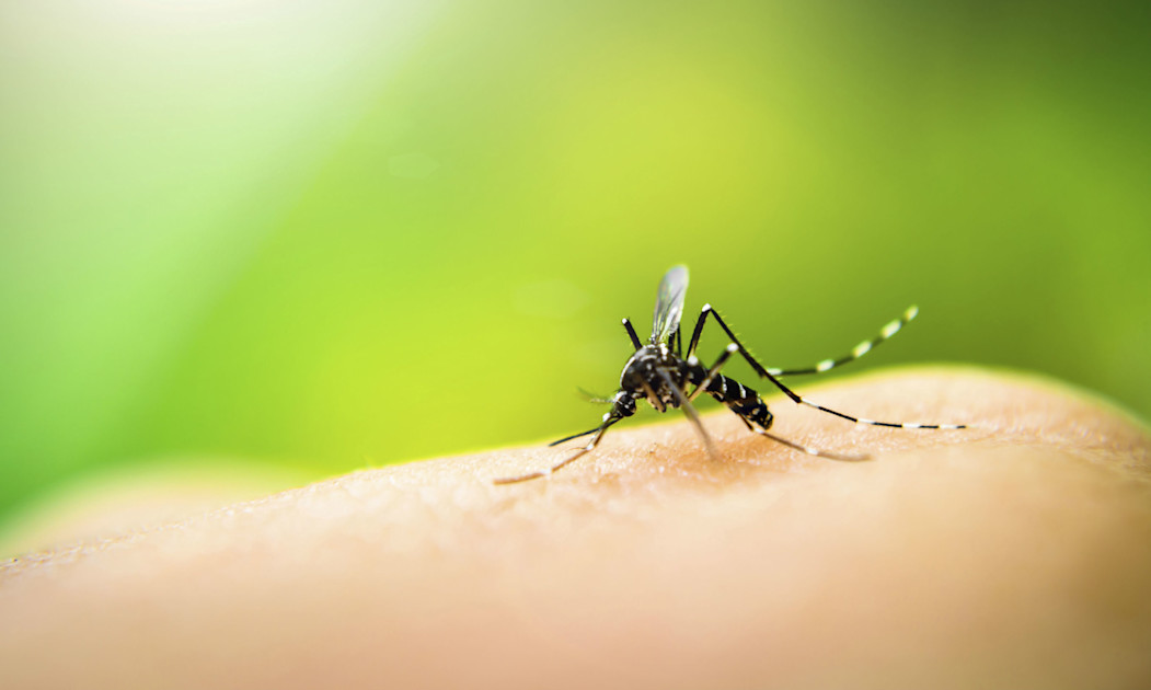 5 tips om minder last te hebben van muggen! | Brico.be