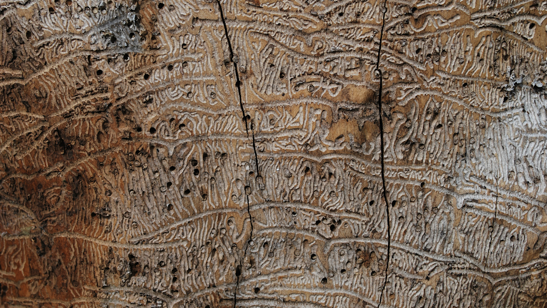 Houtwormen bestrijden doe je zo! | Stap voor stap uitgelegd | Brico.be