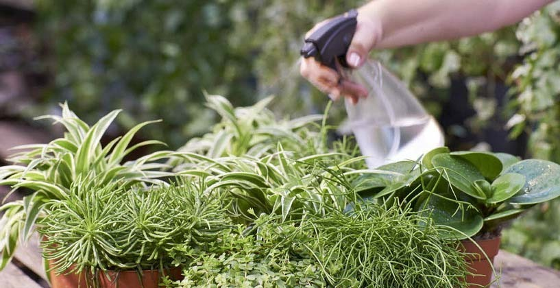 4x tips om je kamerplanten water te geven