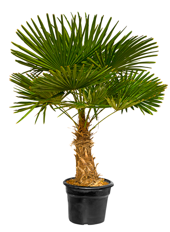 Een groene wintertuin met deze 5 planten