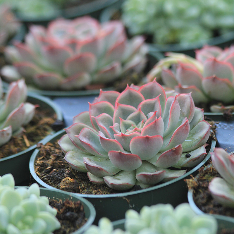 Hoe verzorg ik een vetplant of cactus?