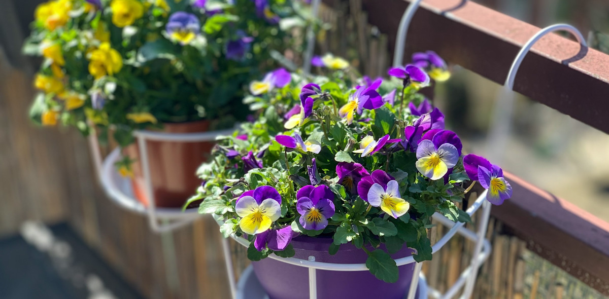 Alles over de verzorging van viooltjes | Praxis