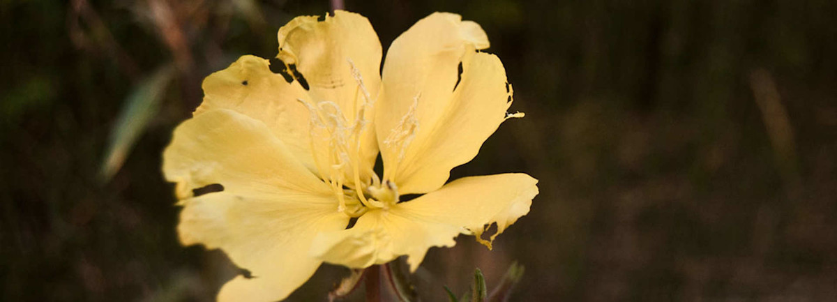 Lower Courthouse Wash Trail