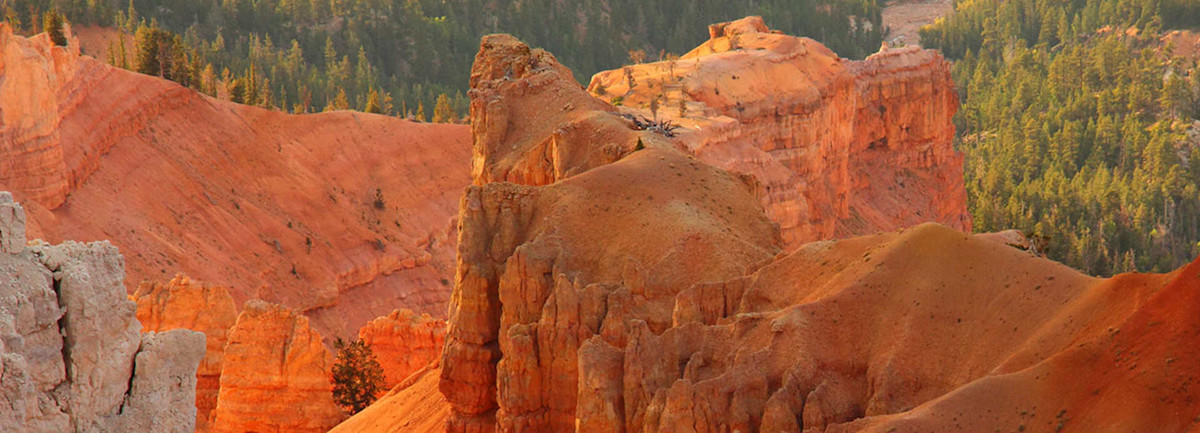 Twisted Forest Hiking Trail