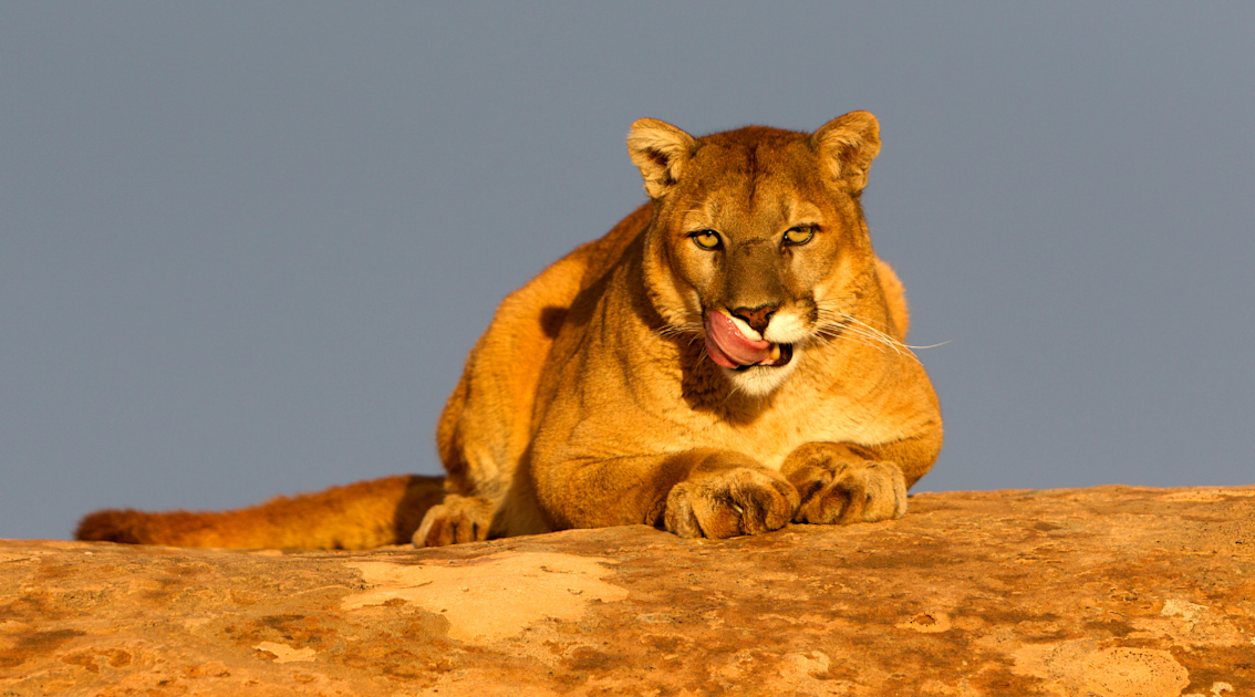 They’re scaly and exclusive, furry and elusive. Try not to be intrusive ...