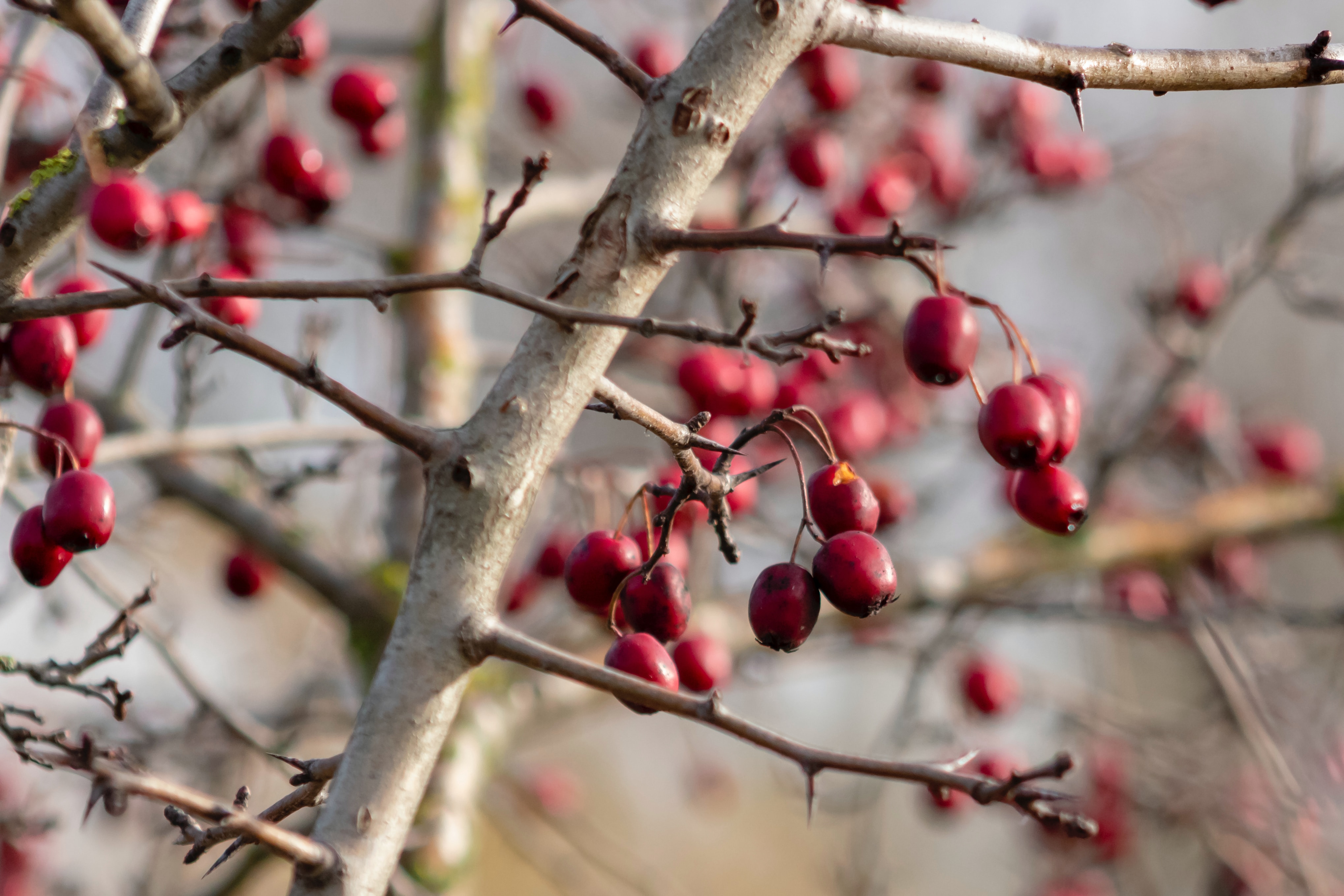 L'Aubépine : bienfaits, origines et conseils d'utilisation - Aroma-Zone