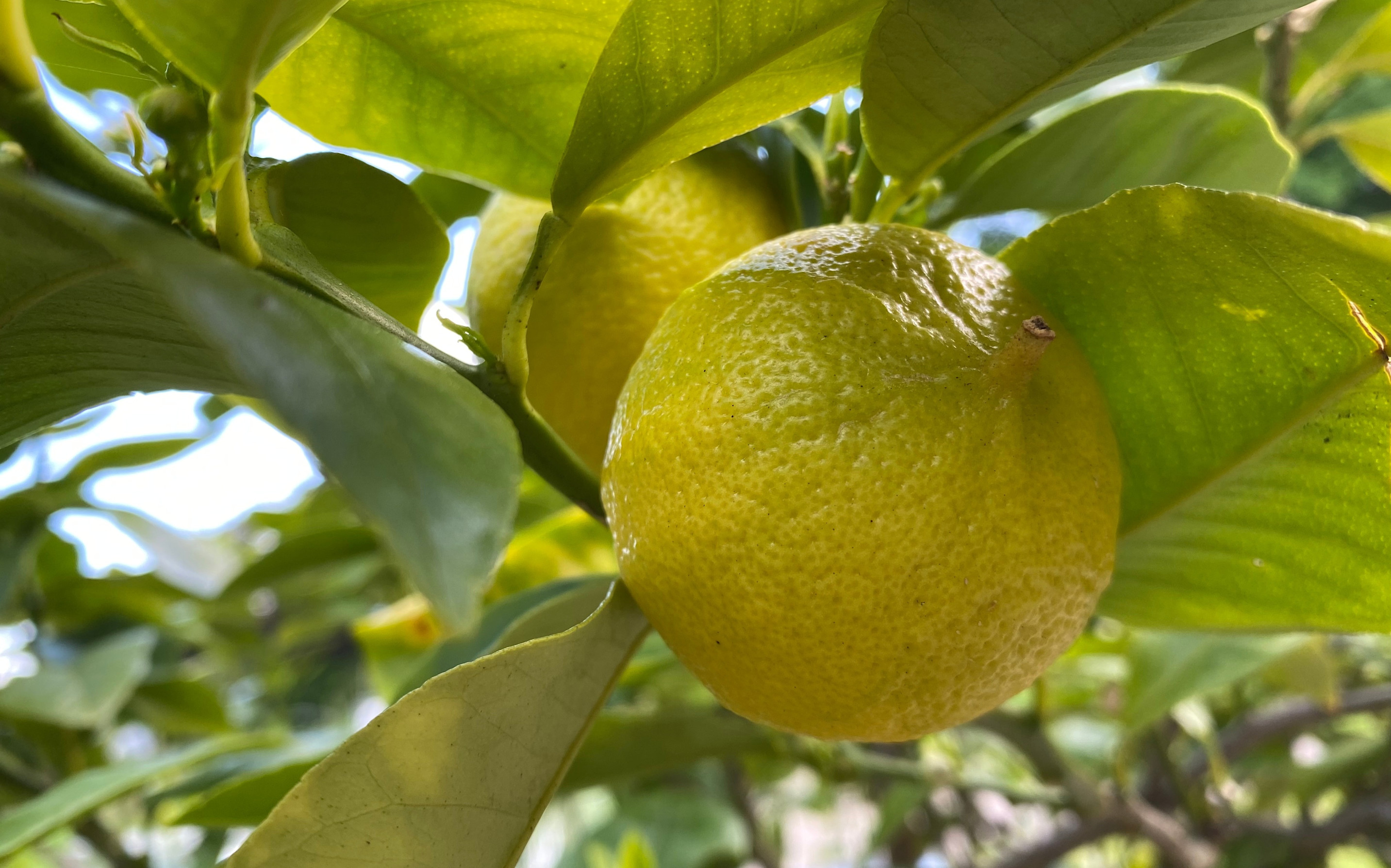 Bergamote : Propriétés, bienfaits et utilisations - Aroma-Zone