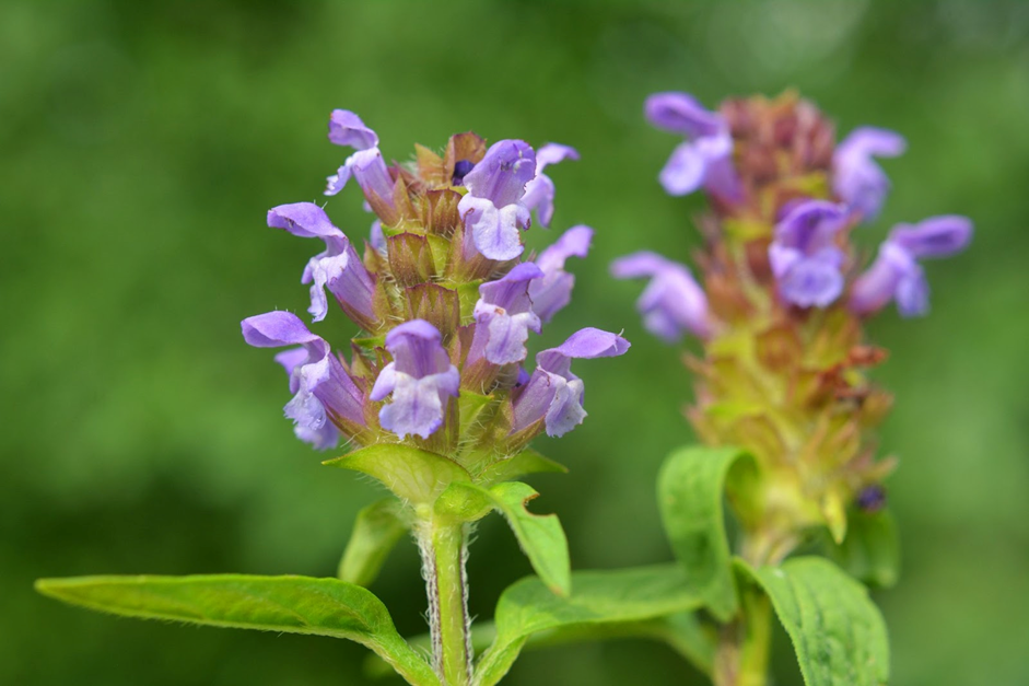 Brunelle commune (Prunella vulgaris) : définition, propriétés et ...