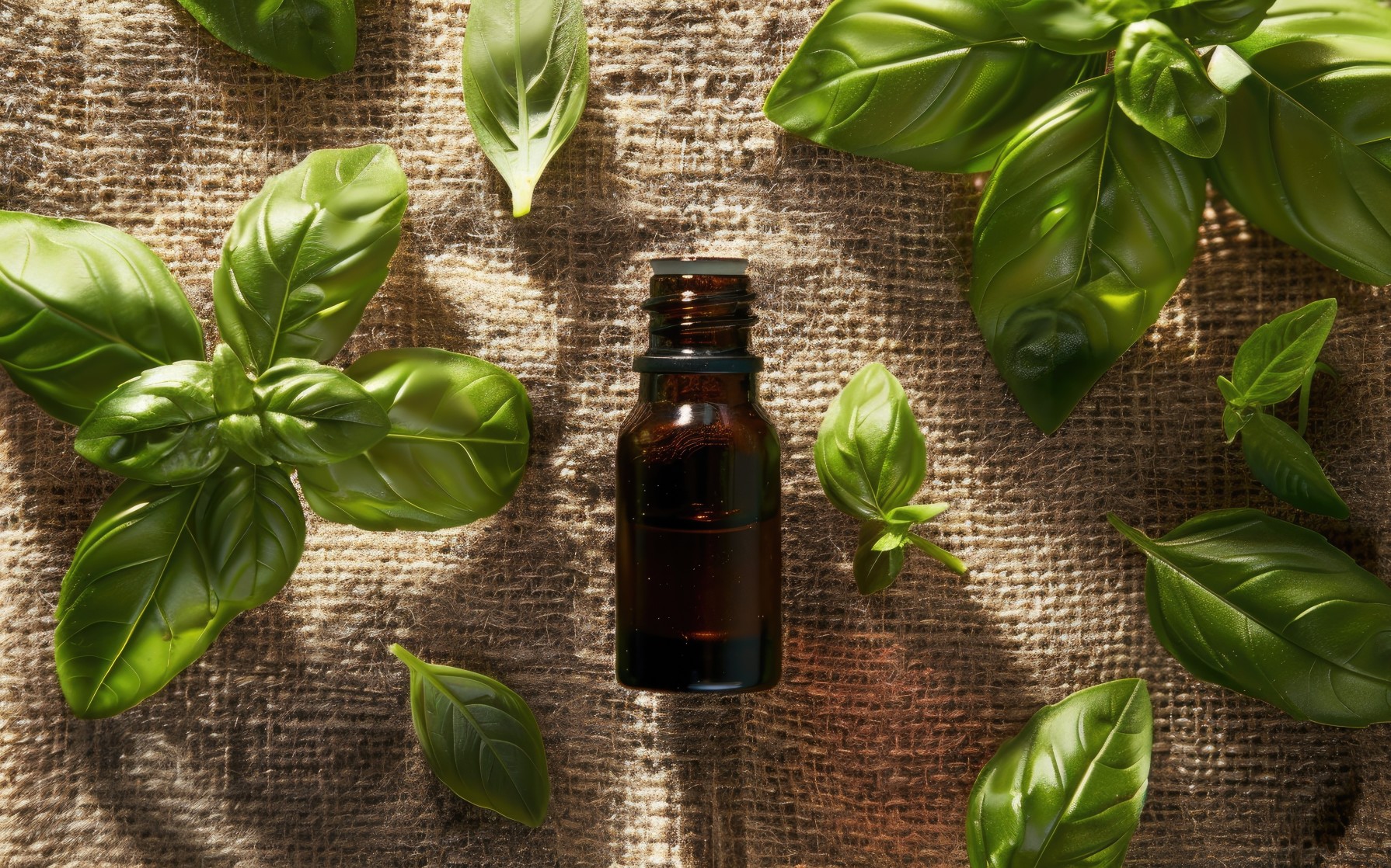 Basilic : Définitions, propriétés et bienfaits ? - Aroma-Zone