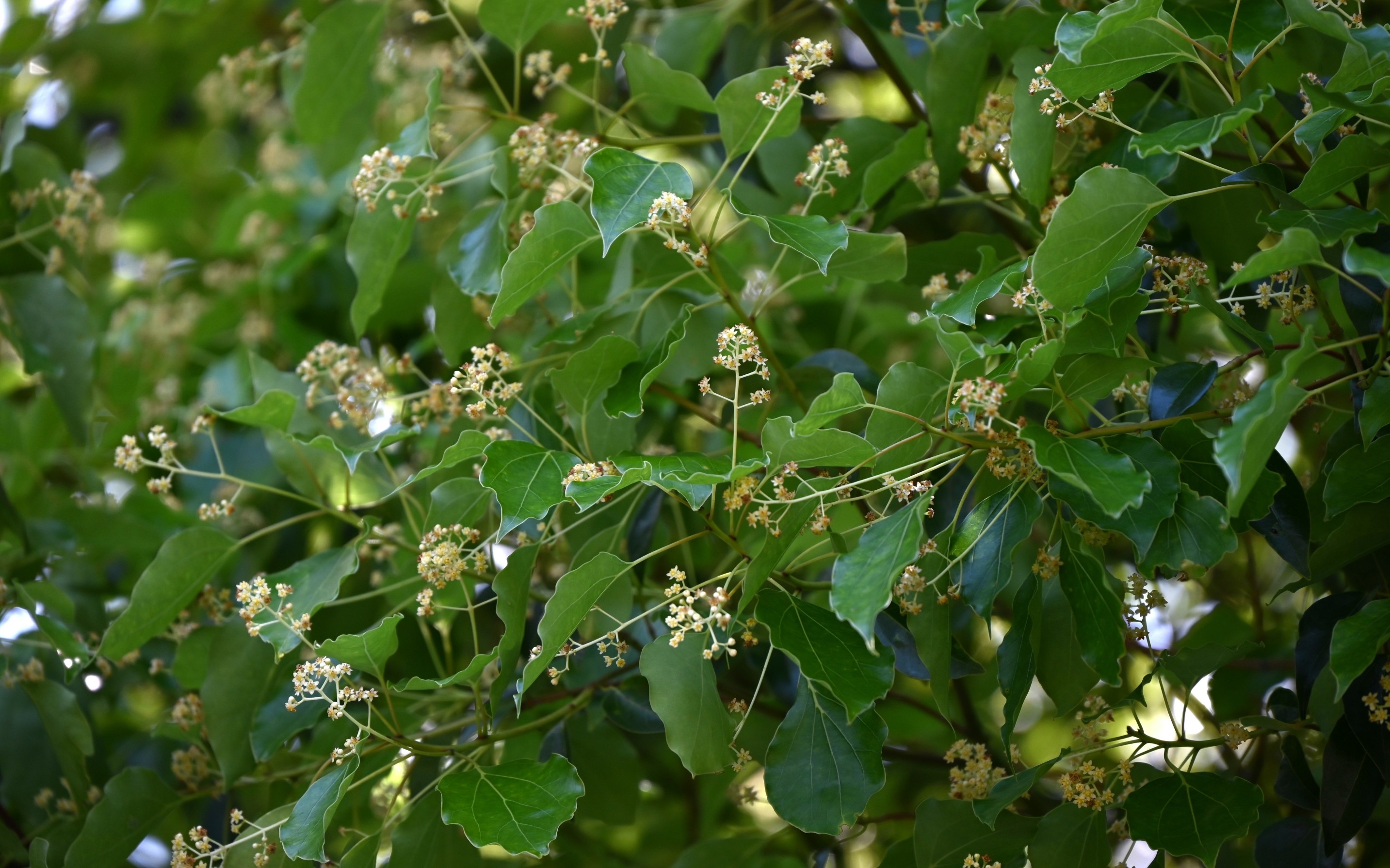 Ravintsara et rhume : quel lien ? - Aroma-Zone