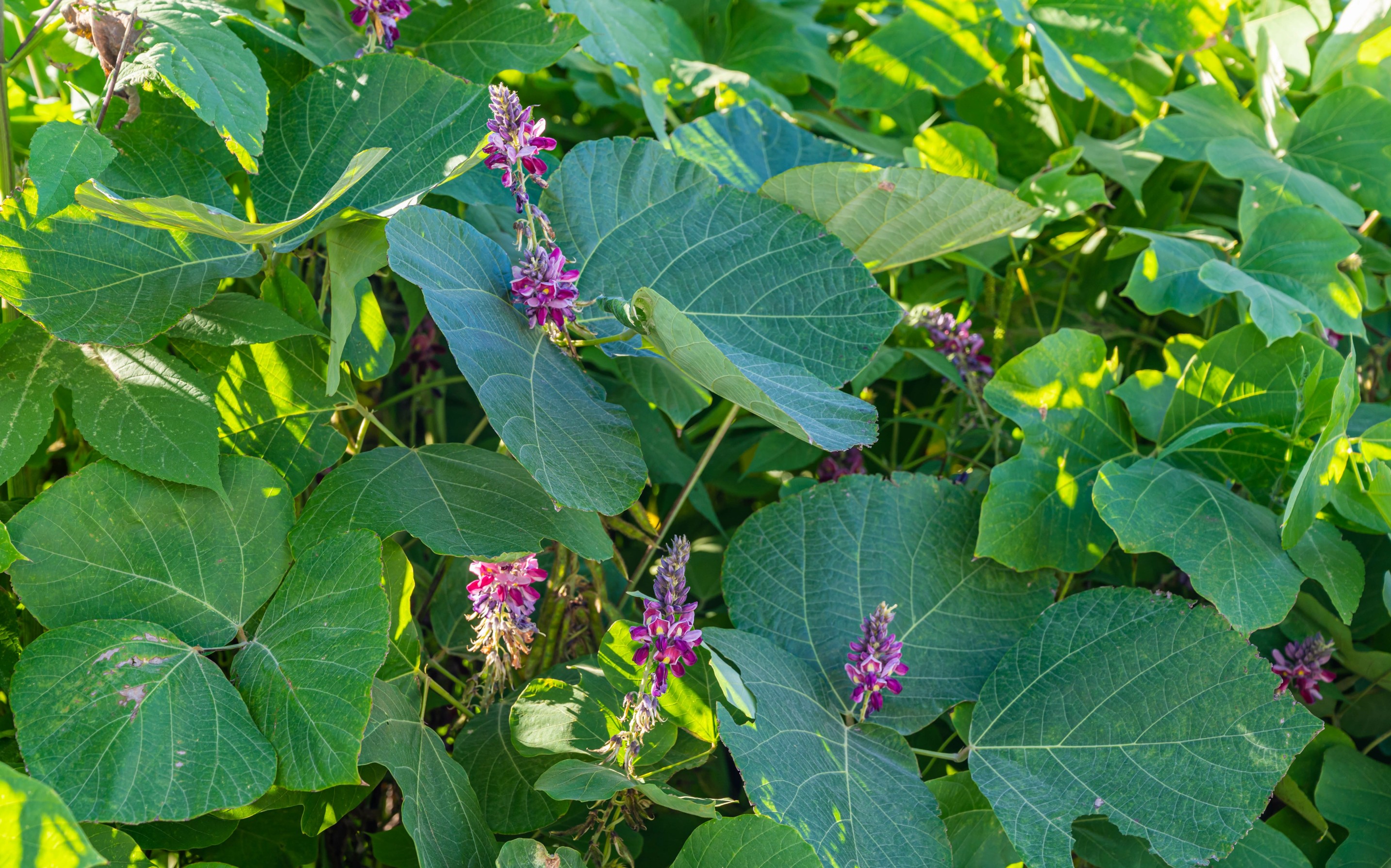 Kudzu (Pueraria lobata) : origine, bienfaits, utilisations - Aroma-Zone