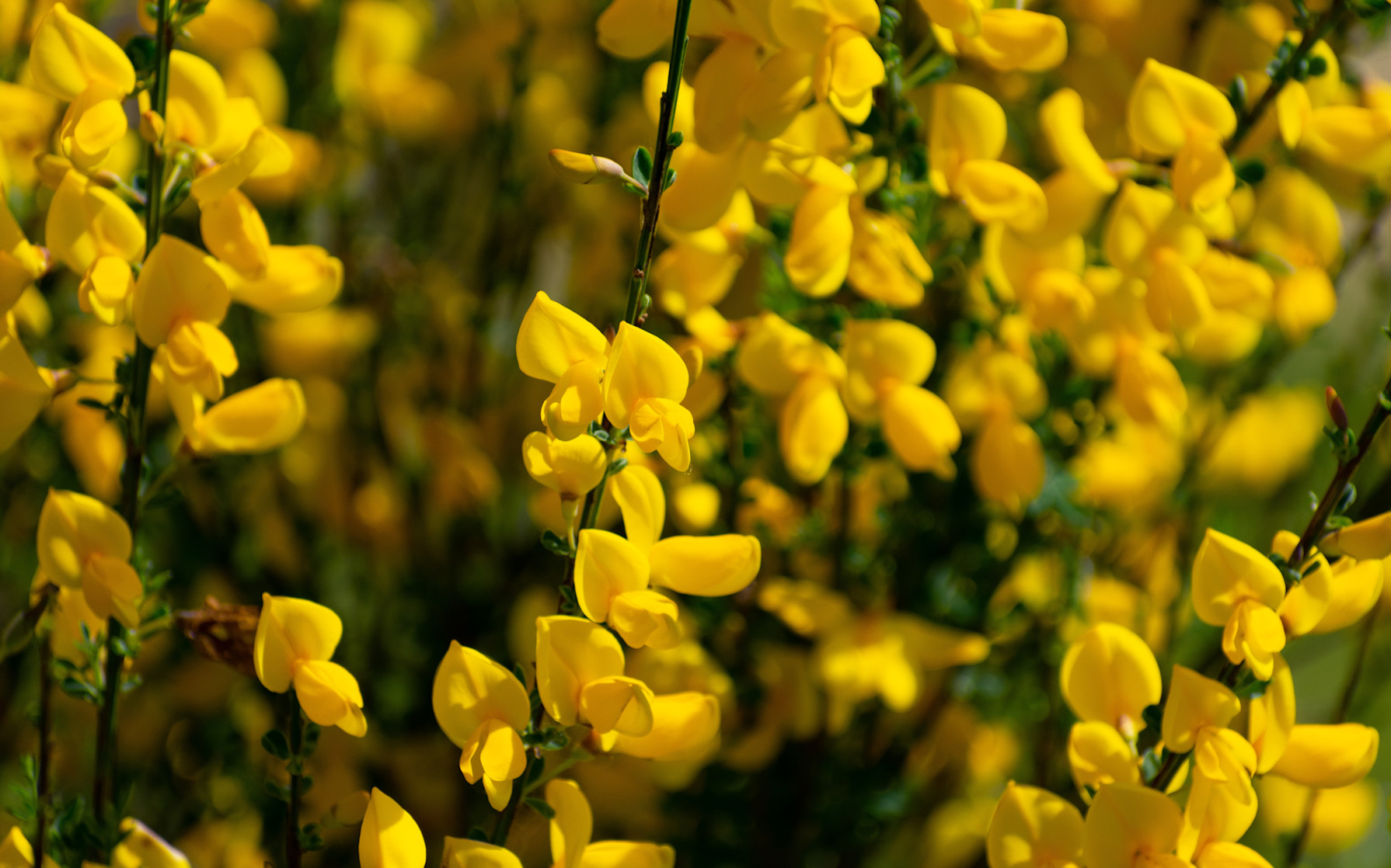 Genêt à balais (Cytisus scoparius) : définition, propriétés et ...