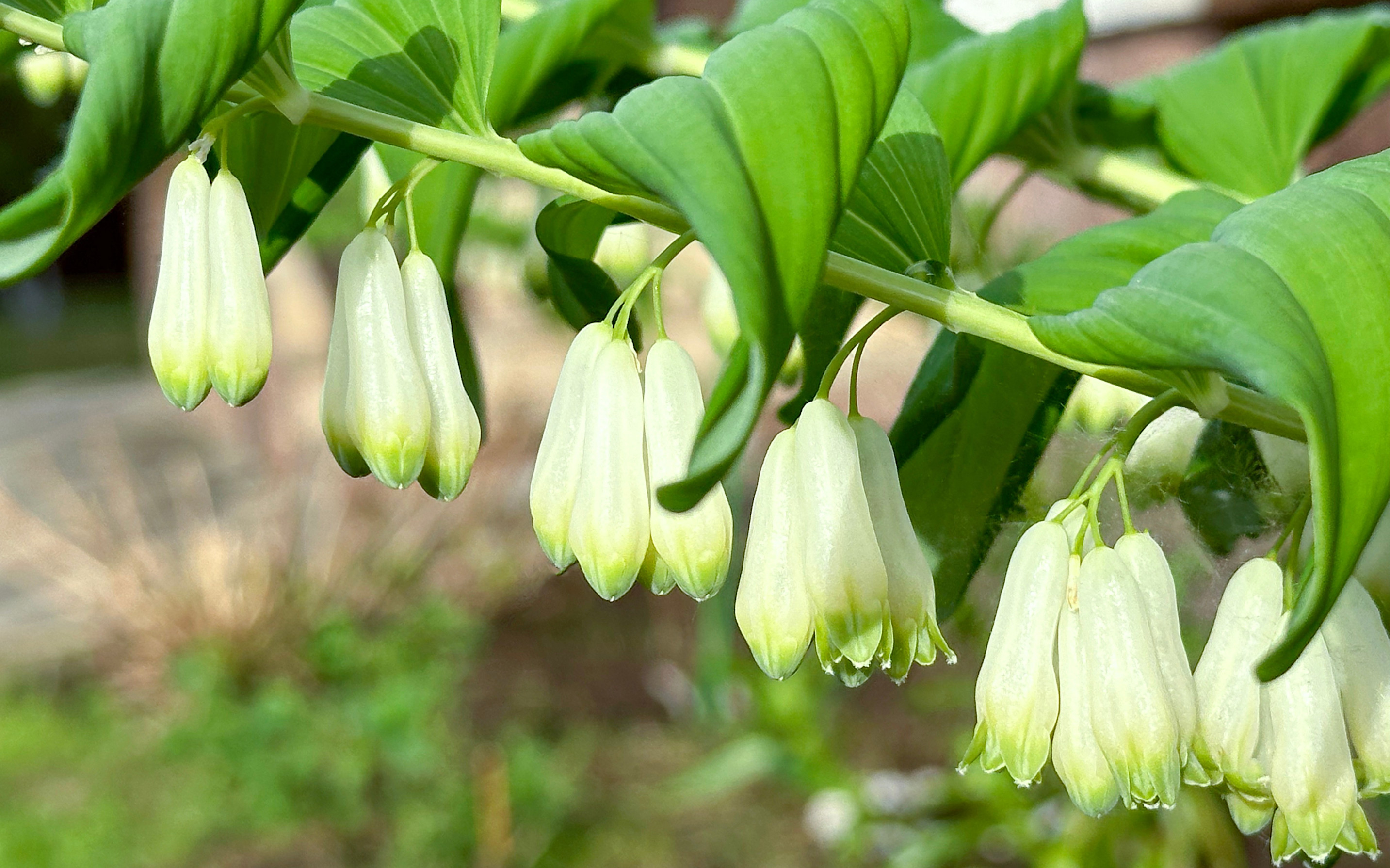 Sceau de Salomon (Polygonatum odoratum) : définition, propriétés et bienfaits - Aroma-Zone