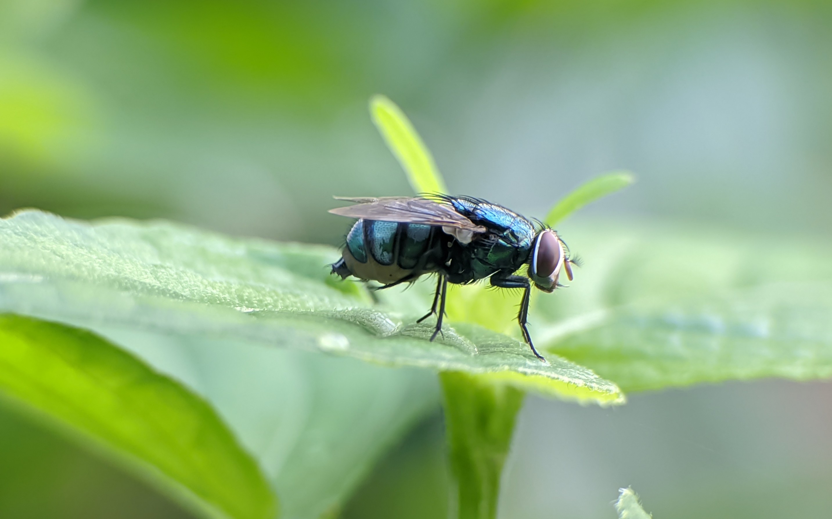Piqûre de mouche : causes et symptômes - Aroma-Zone
