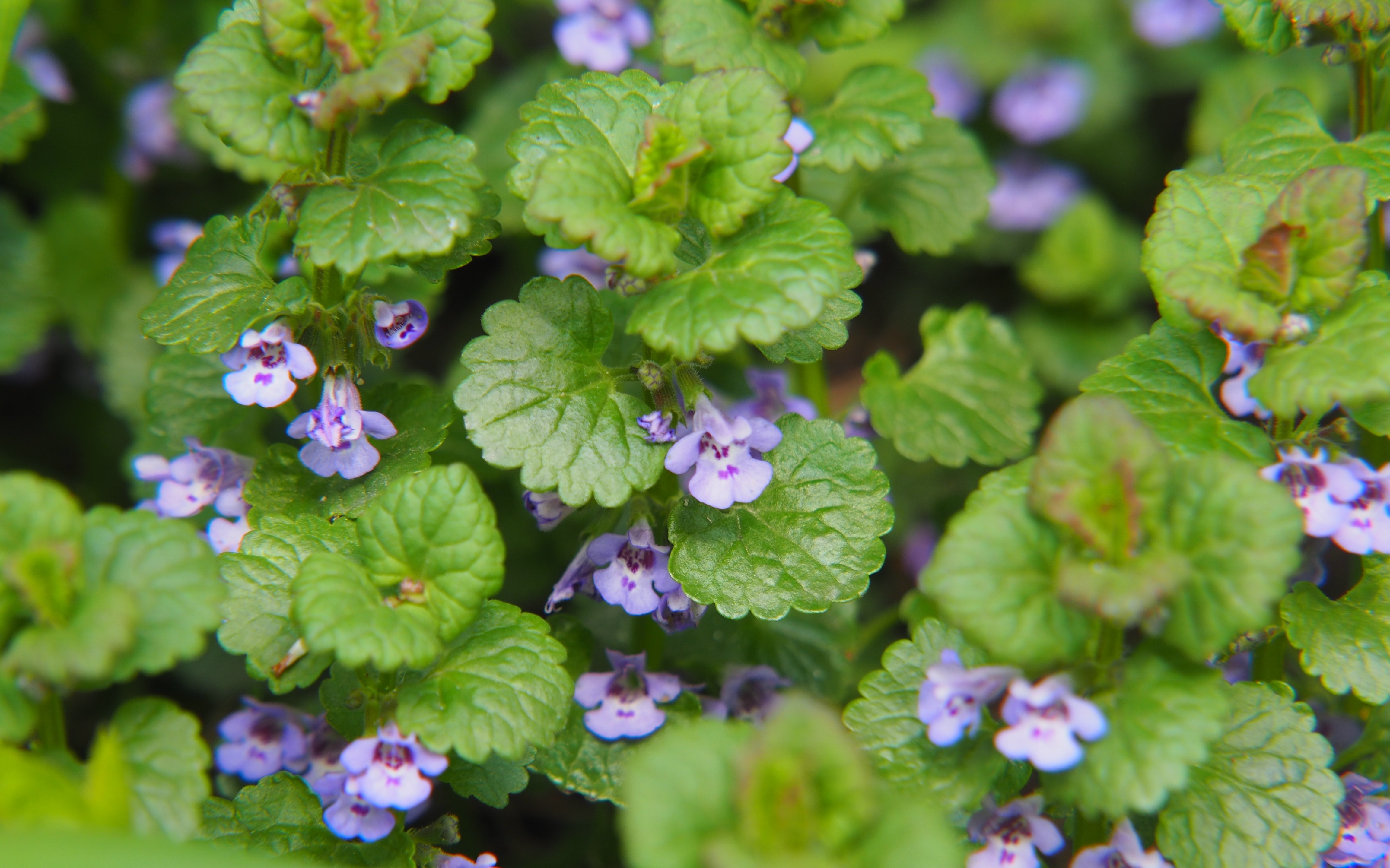 Lierre terrestre (Glechoma hederacea) : Définitions, Propriétés et ...