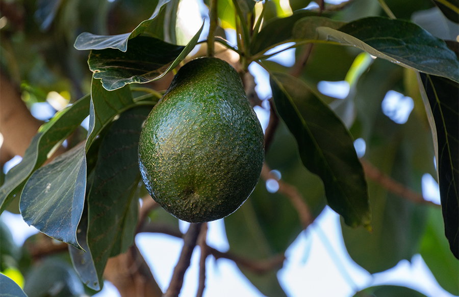 Huile végétale d'Avocat BIO - Aroma-Zone
