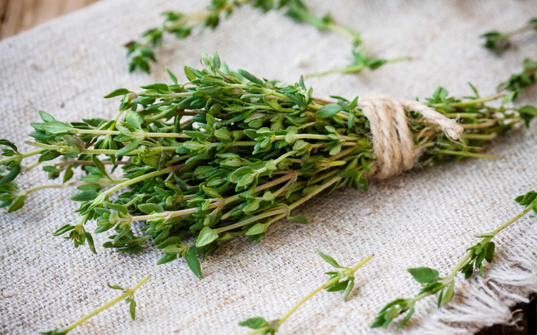 Thym : bienfaits, utilisations et contre indications