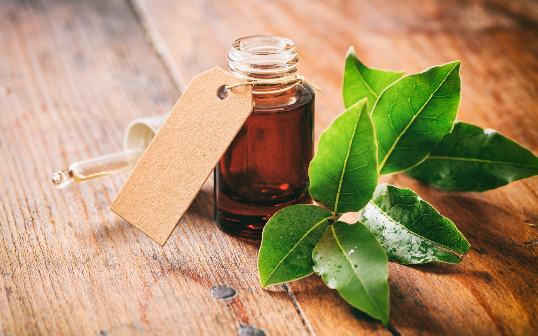 Laurier (Laurus nobilis) : définitions, propriétés, bienfaits - Aroma-Zone