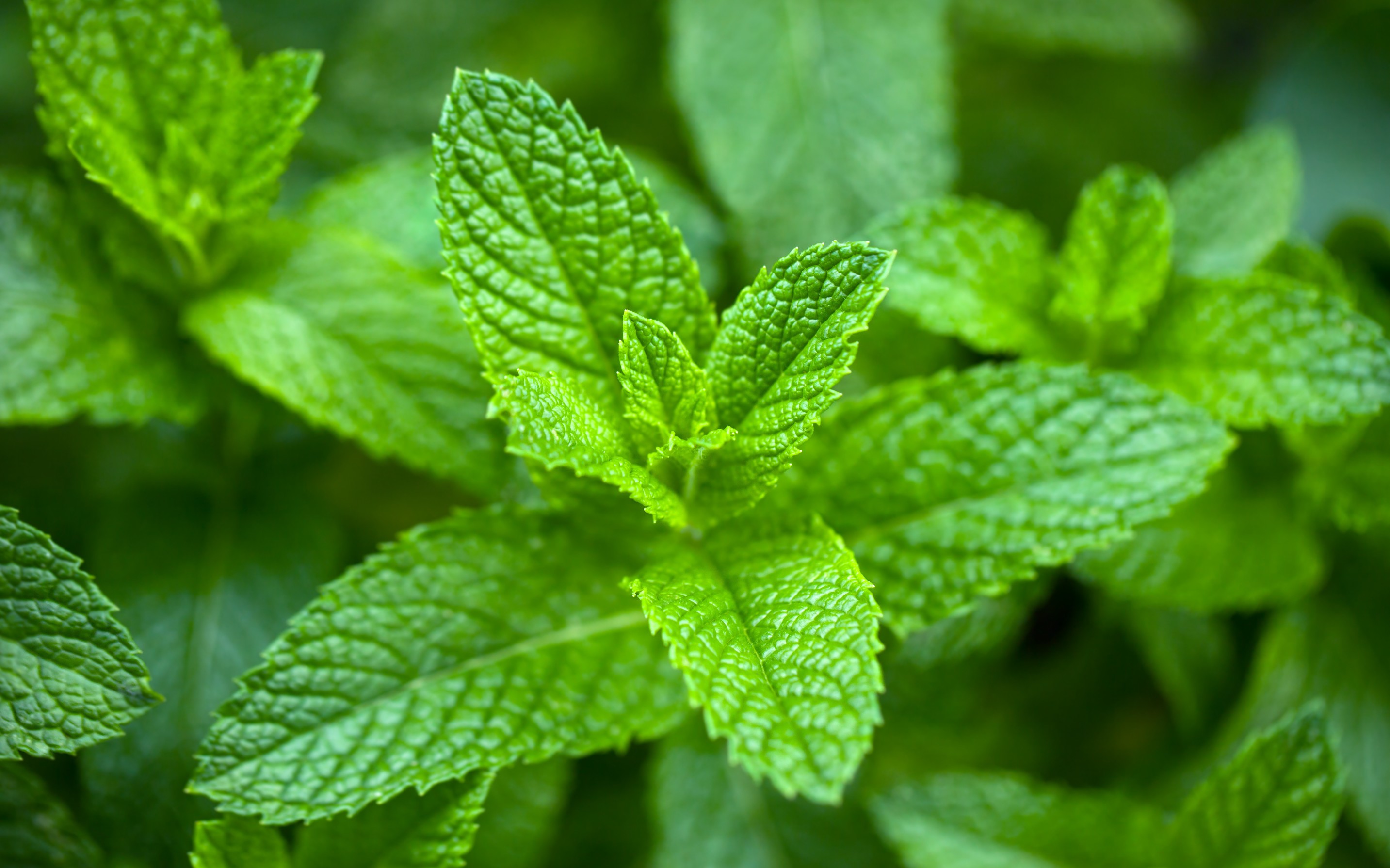 Menthe (Mentha spp.) : définition, propriétés et bienfaits - Aroma-Zone