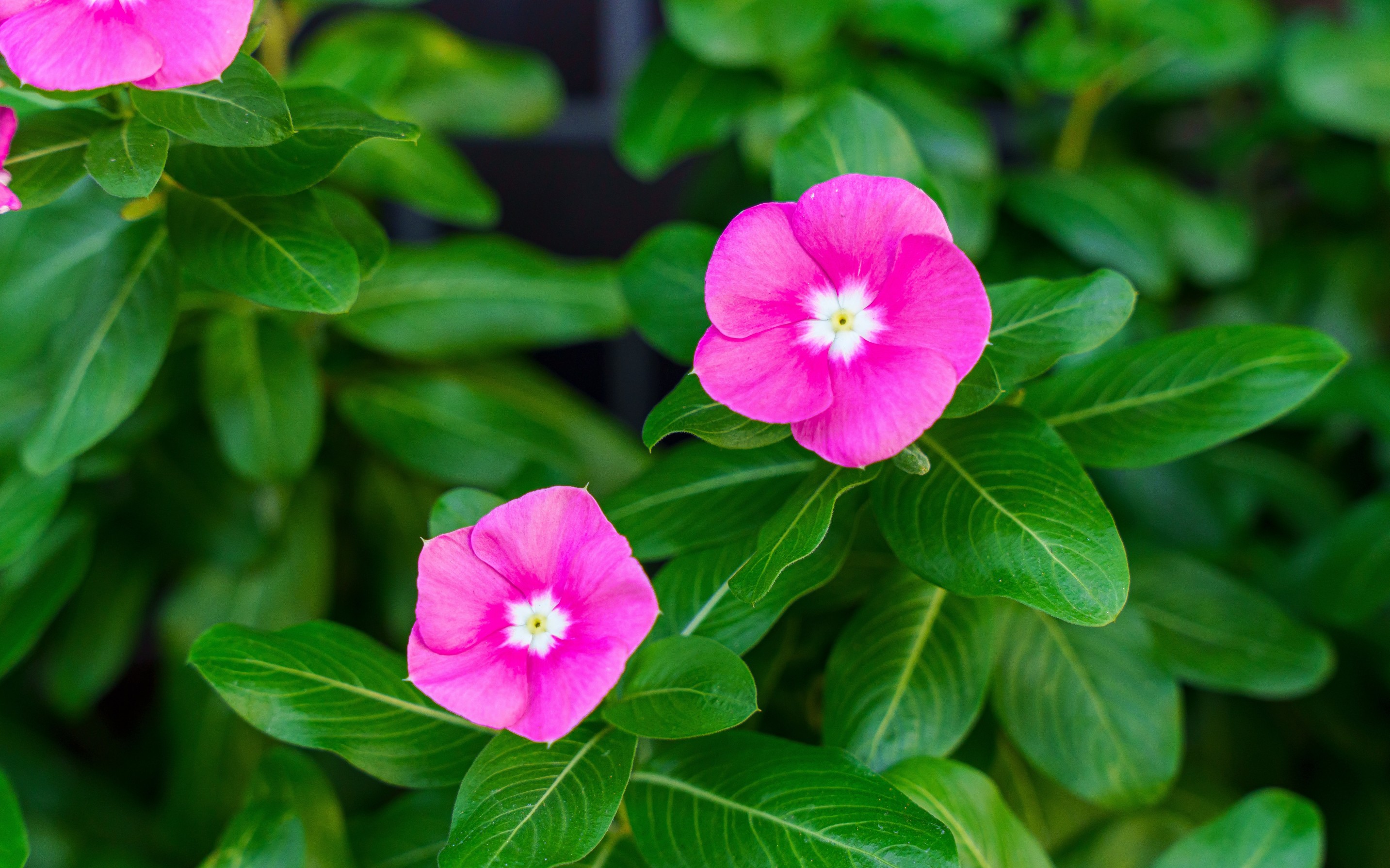Pervenche de Madagascar (Catharanthus roseus) : définition, propriétés, bienfaits - Aroma-Zone