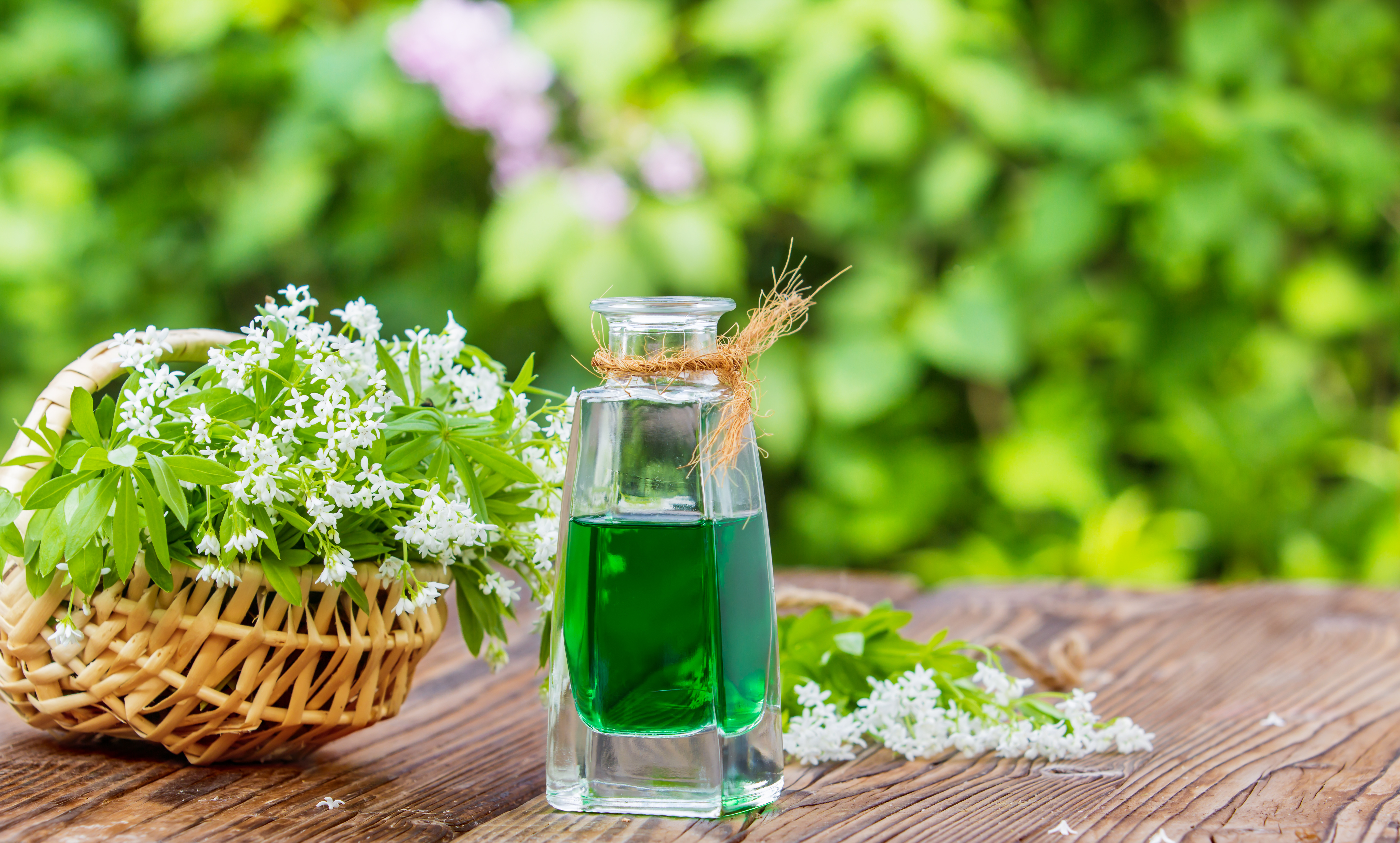 Aspérule Odorante Bio Bienfaits Origines Et Conseils Aroma Zone