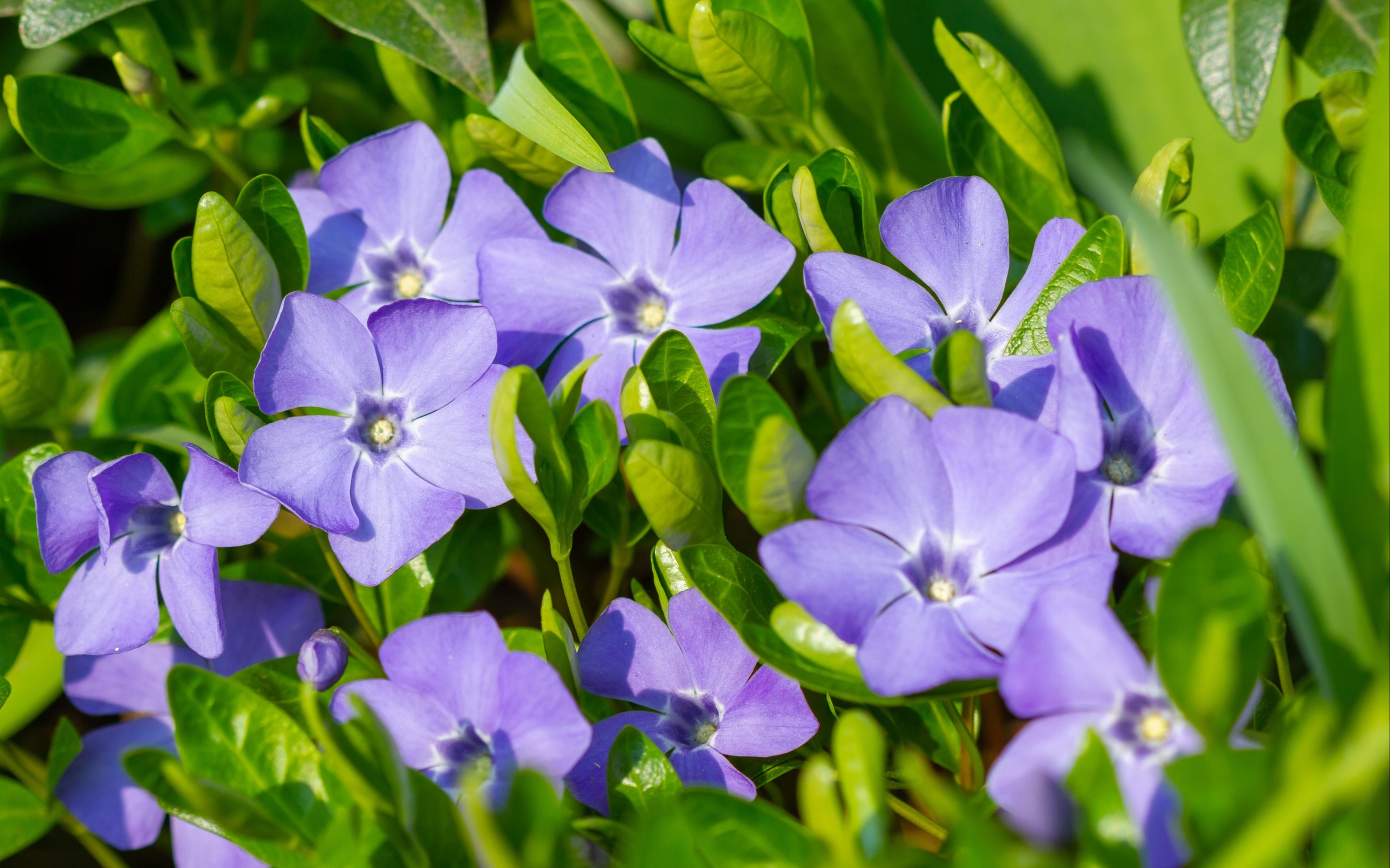 Petite Pervenche à Feuillage Panaché - Vinca Minor Variegata