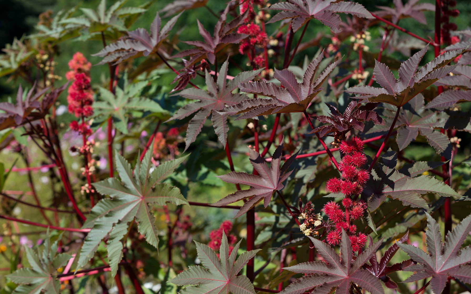 Ricin (Ricinus communis) : propriétés et usages naturels - Aroma-Zone
